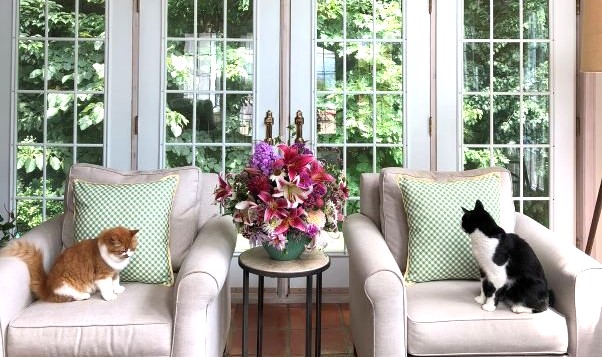 The lily and cat conundrum - Country Home & Blooms
