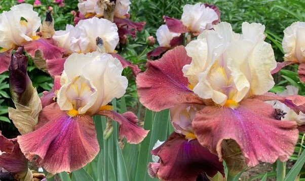 Beauty and the beard: Exploring the stunning bearded iris - Country ...
