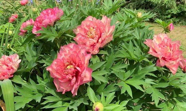 Unstaked beauty: A guide to peonies that stand tall on their own ...