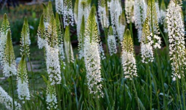 Foxtail lily, the giant spring-flowering Eremurus - Country Home & Blooms