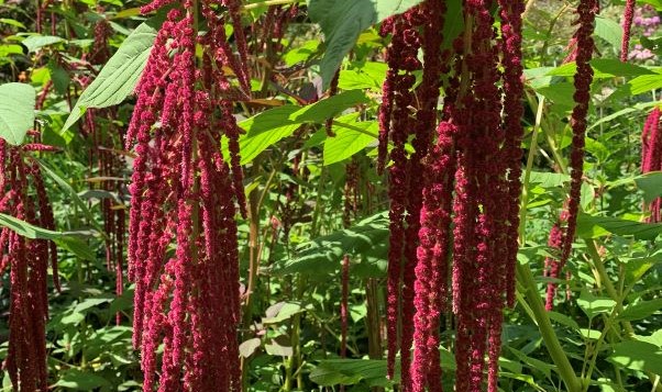 Cascading beauties: Ornamental amaranths as cut flowers - Country Home ...