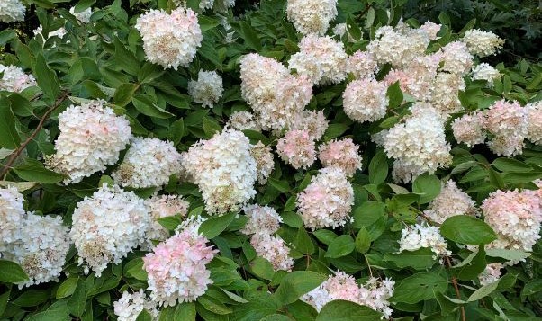 Splendid panicle hydrangea varieties: Exploring Hydrangea paniculata ...