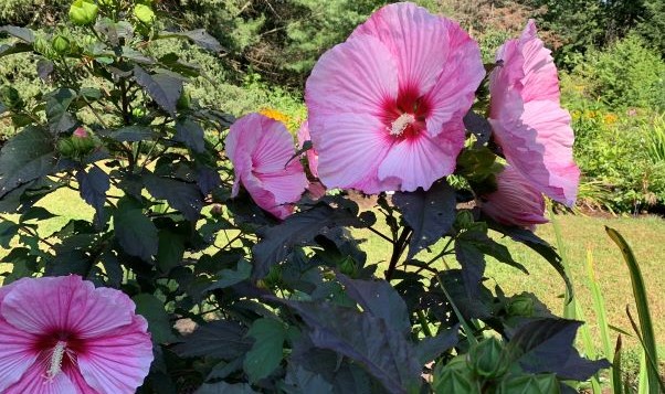 Blooms of swamp rose-mallow: My first experience growing successfully ...
