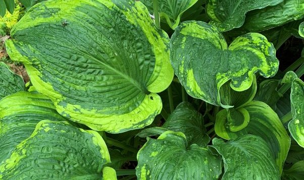 The HVX virus: A hidden threat to your hostas - Country Home & Blooms