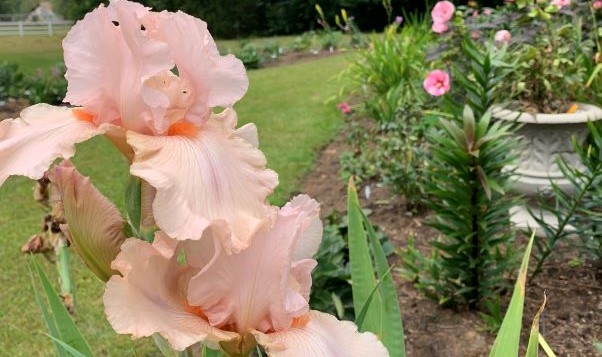 Blooming once, blooming twice: Reblooming bearded irises - Country Home ...