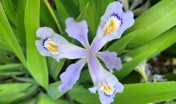 A giant dwarf: Iris cristata 'Powder Blue Giant' - Country Home & Blooms