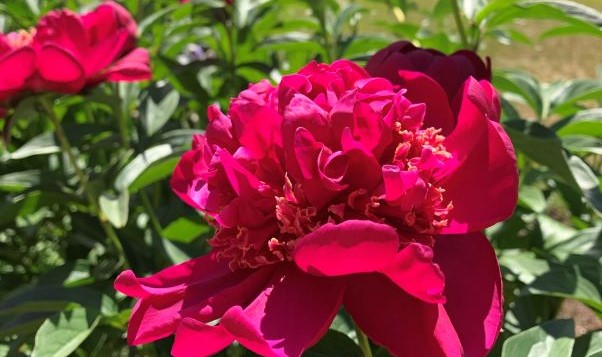 Celebrating the beauty of red peonies: A Valentine's Day special ...