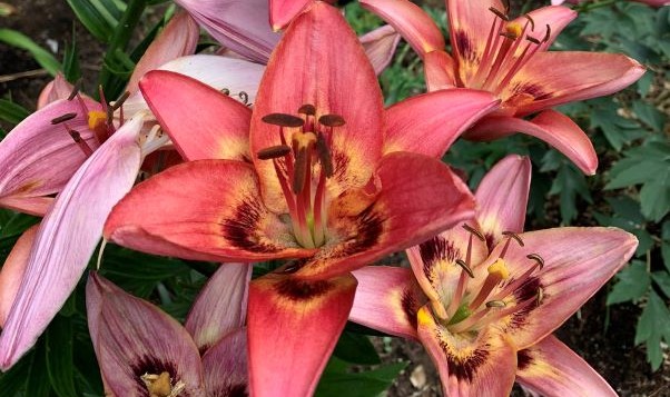 The intriguing world of novelty plants: Beyond just a label - Country ...