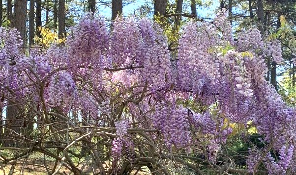 Embracing spring in 4 North Carolina botanical gardens - Country Home ...