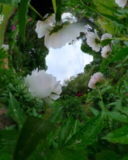 Arranging lilies: Tips and ideas for creating stunning lily bouquets ...