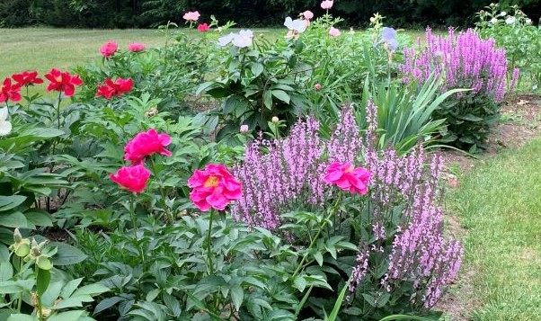 Winning flower combinations in the peony garden - Country Home & Blooms
