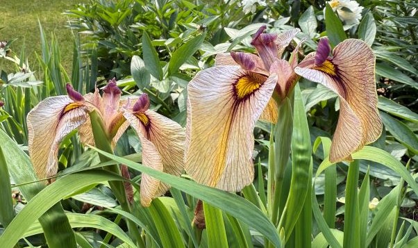 A rising star in the iris world: Iris × pseudata - Country Home & Blooms